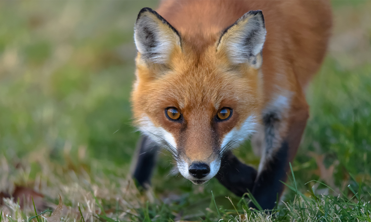 Red Fox Caught on Camera Snatching Wolf Pup from the Den
