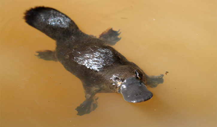 Platypus Anatomy Just Got Weirder