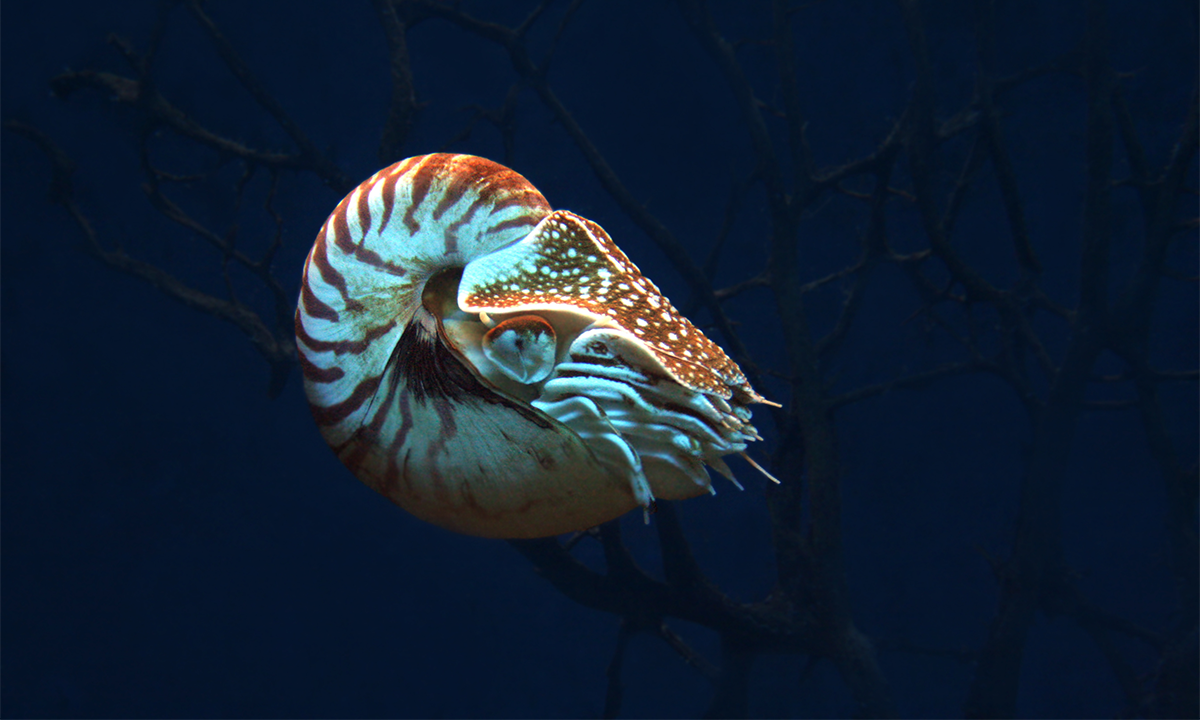 The Deep Secrets of the Nautilus