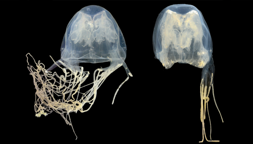 New Species of Deadly Box Jellyfish Discovered