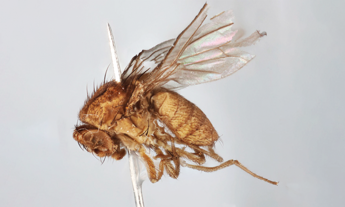 The Genetic Secrets of the Fruit Fly That Hunts Its Prey