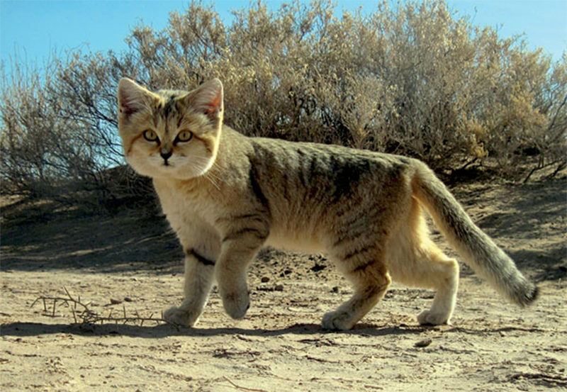 Qatari Sand Cats Caught on Camera for the First Time
