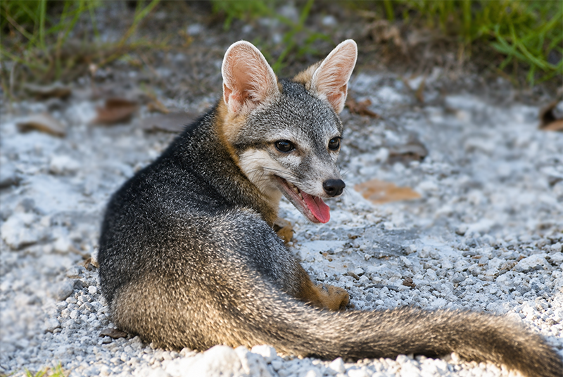 See the First-Ever Photos of Cozumel’s Mysterious Dwarf Fox