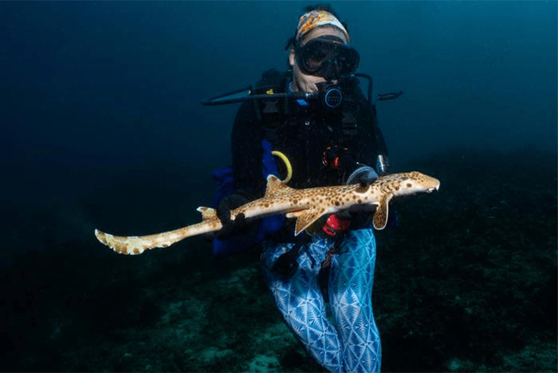 This Shark Can Walk on Land