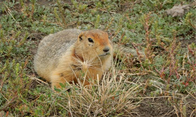 The Surprising Things You Find Digging Through Frozen Prehistoric ...