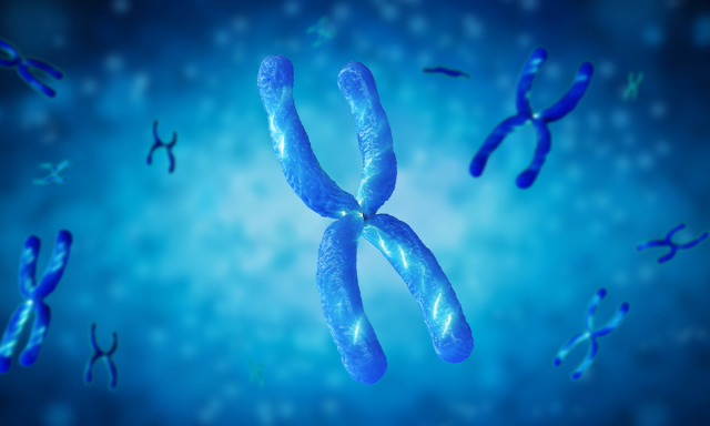 Does This Protein Hold the Key to Differences in Aging Between Males ...