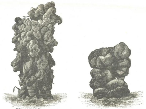 The Physics Behind the Poo Emoji’s Shape