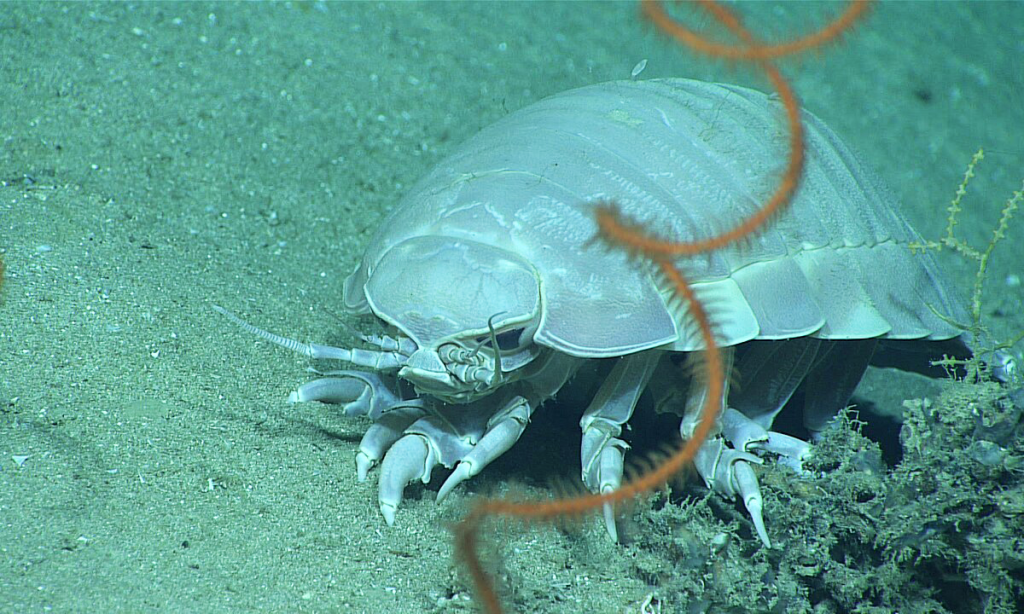 How These Supergiant Sea Creatures Survive More Than 5 Years Without Eating