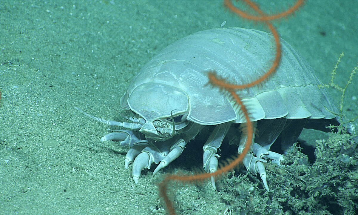 How These Supergiant Sea Creatures Survive More Than 5 Years Without Eating