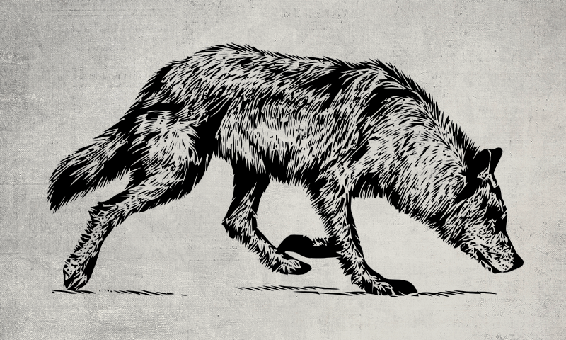 Wolves Reintroduced Themselves to America - Nautilus