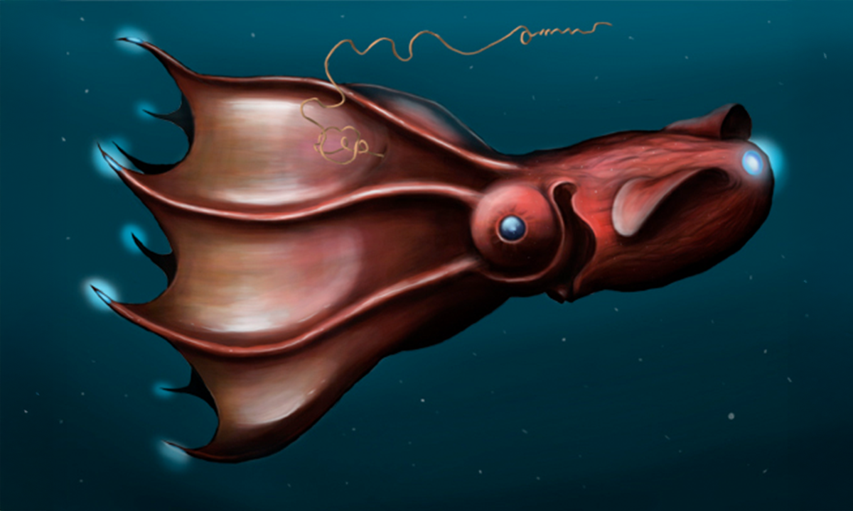 Vampire Squid Genome Offers Glimpse Into Octopus Evolution