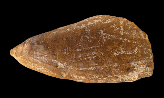 Neanderthals May Have Invented the Original Crayon