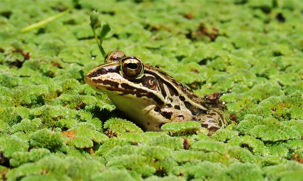 Watch a Frog Eagerly Munch on a Murder Hornet