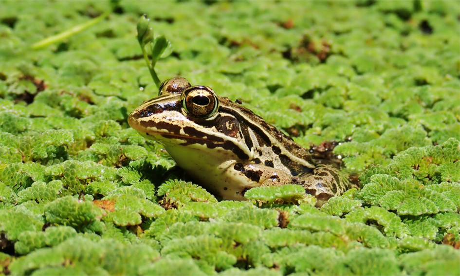 Watch a Frog Eagerly Munch on a Murder Hornet