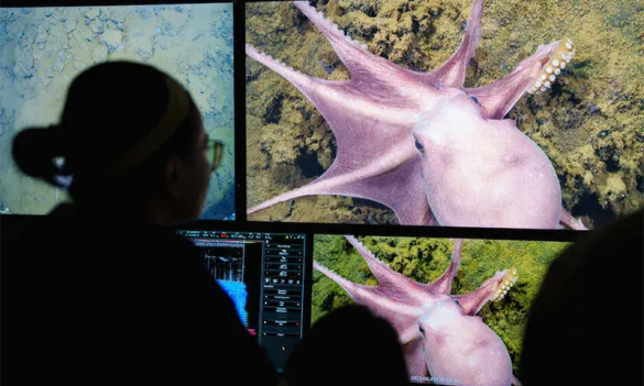 Marine Biologists and Other Scientists Found Baby Octopuses at the ...
