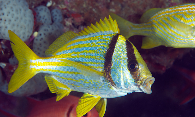 What Does a Fish Say? A New Library of Sounds Has Answers