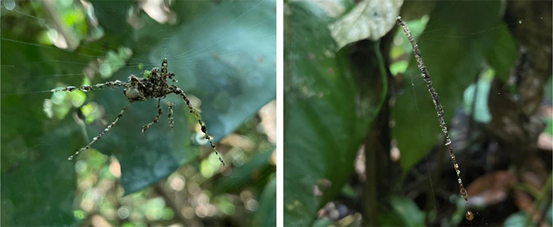 These Spiders Build Doppelgängers to Stay Alive
