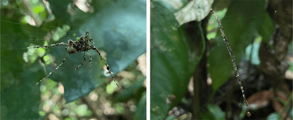 These Spiders Build Doppelgängers to Stay Alive