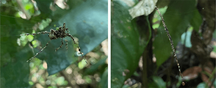 These Spiders Build Doppelgängers to Stay Alive