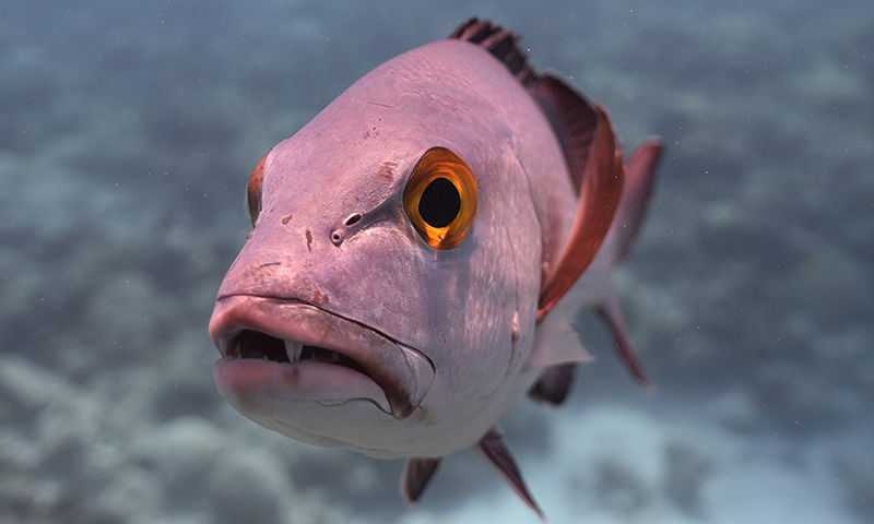 That Snapper You’re Eating Might Be 80 Years Old - Nautilus