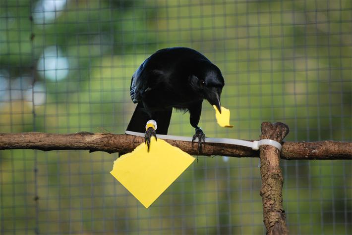 Crows May Be Smarter Than We Thought