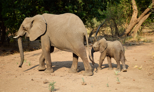 How Much Is a Living Elephant Worth? - Nautilus
