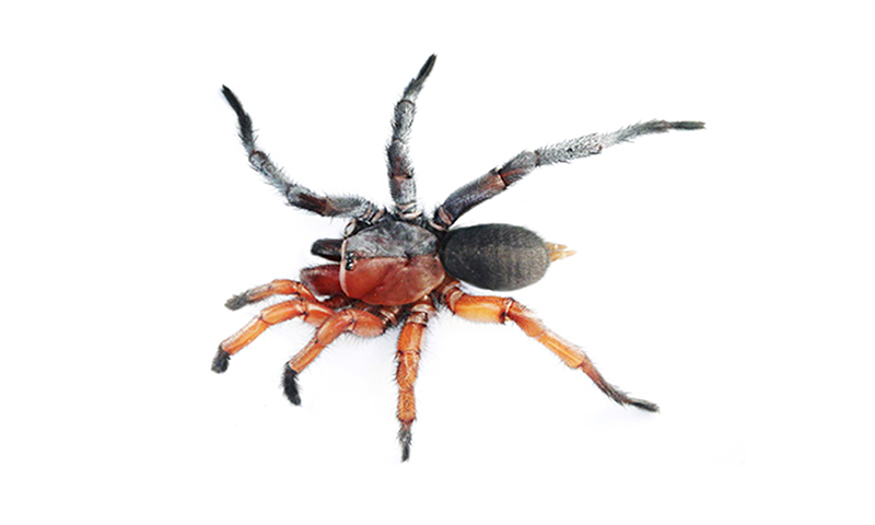Half-Male, Half-Female Spider Discovered In Thailand - Nautilus