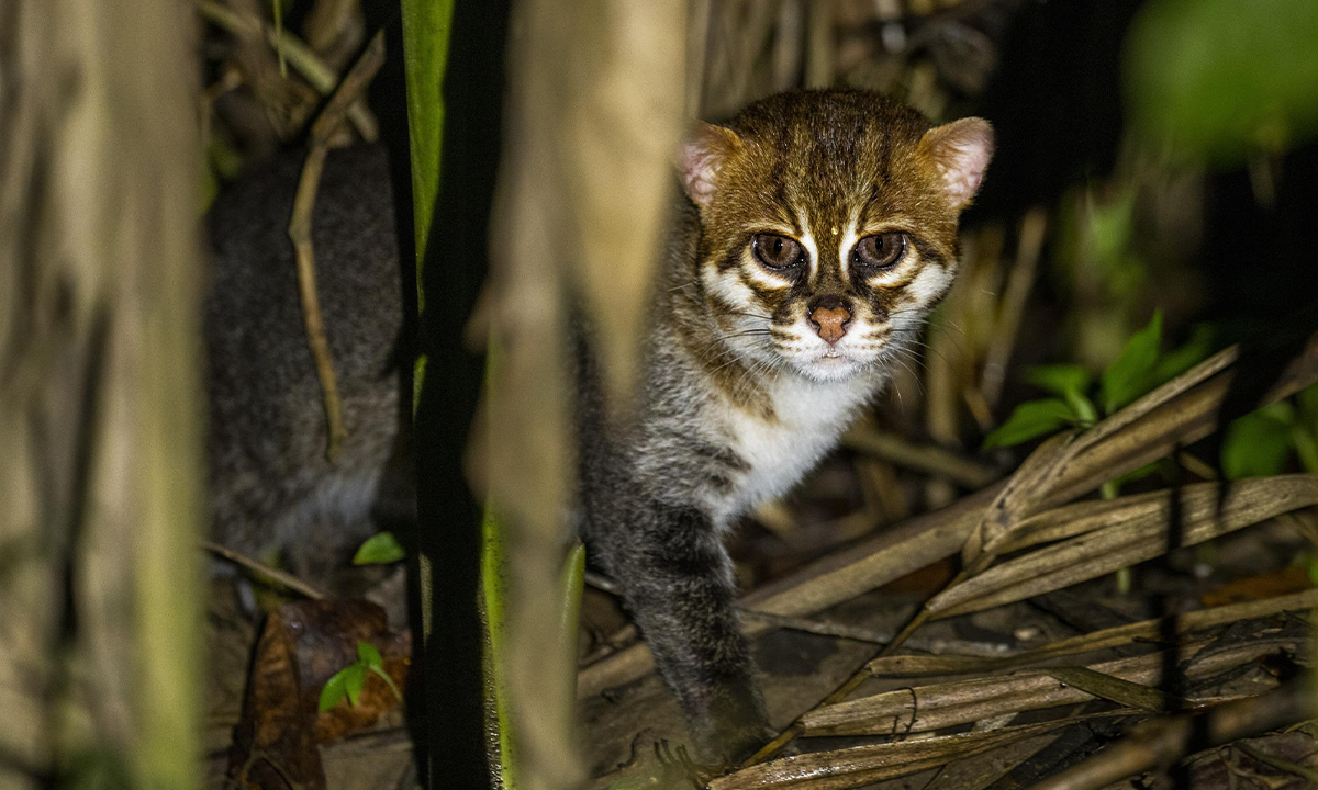 One of World’s Rarest Cats Has Finally Resurfaced