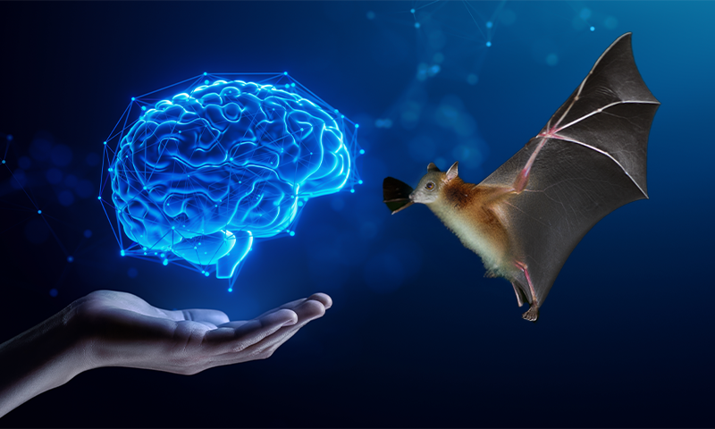 AI Could Help Humans Understand Animals - Nautilus