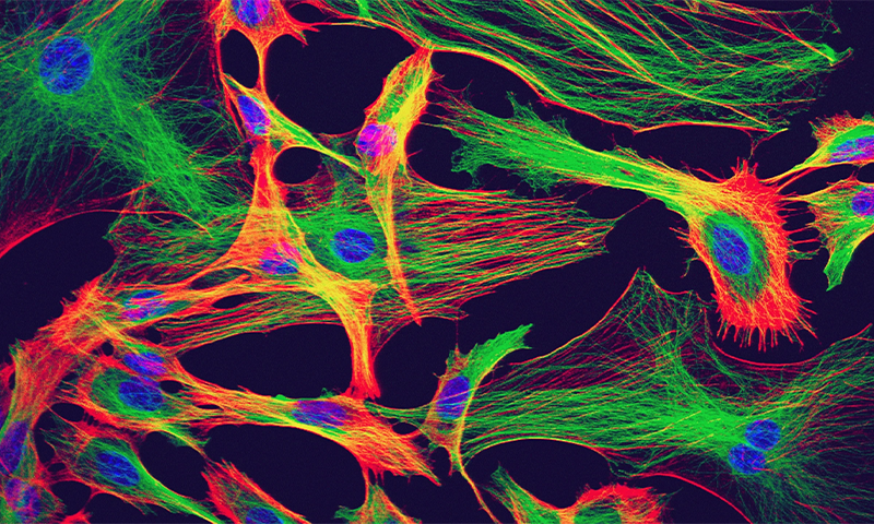 These Cells Spark Electricity in the Brain. They’re Not Neurons - Nautilus