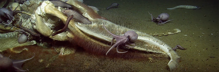 The Unseen Deep-Sea Legacy of Whaling - Nautilus