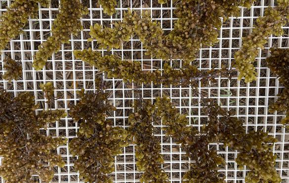 New Life for Rotting Seaweed
