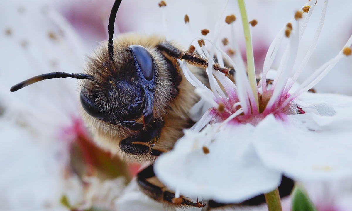 A Peek Inside the Minds of Honeybees
