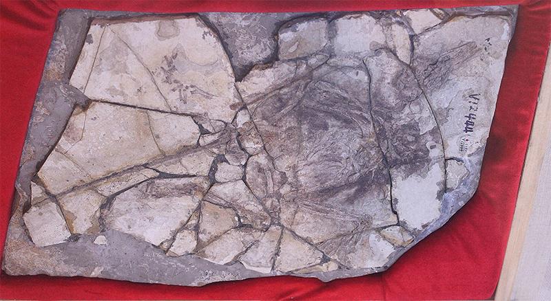 7 Famous Fossil Frauds