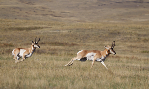 How the Fastest Land Animal in North America Got Its Need for Speed