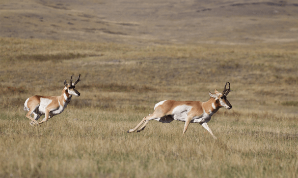 How the Fastest Land Animal in North America Got Its Need for Speed