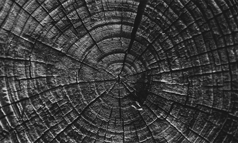 Asking Trees to Solve a Roman Conspiracy - Nautilus