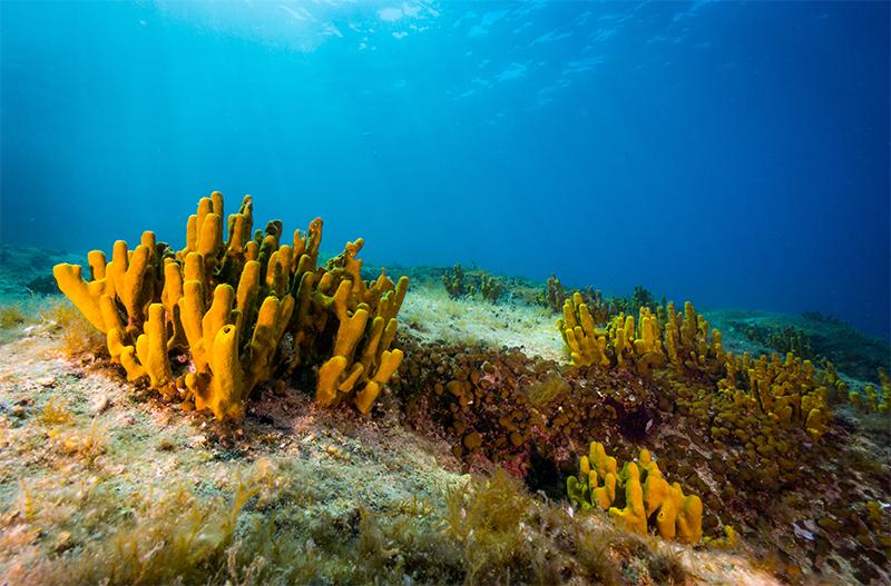 Sea Sponges on the Move - Nautilus