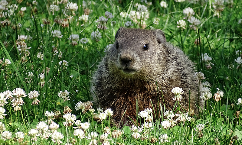 By watching the groundhogs—also known as woodchucks and Marmota monax ...