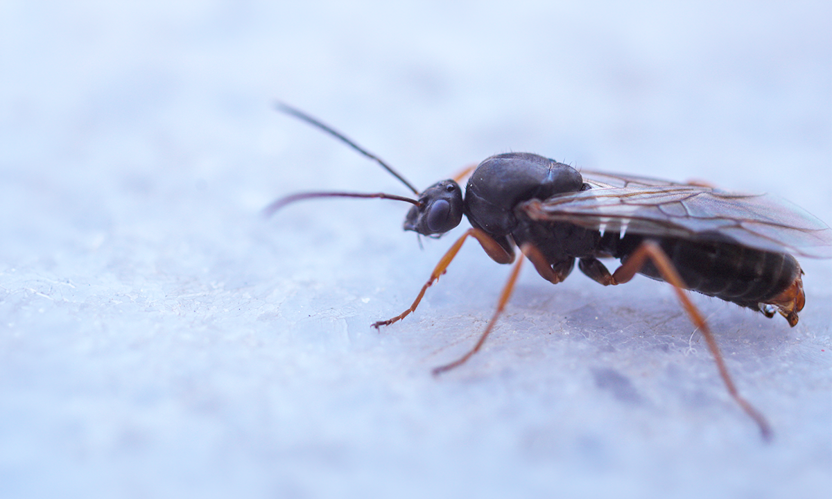 The Parasite That Chemically Castrates Its Moth Host