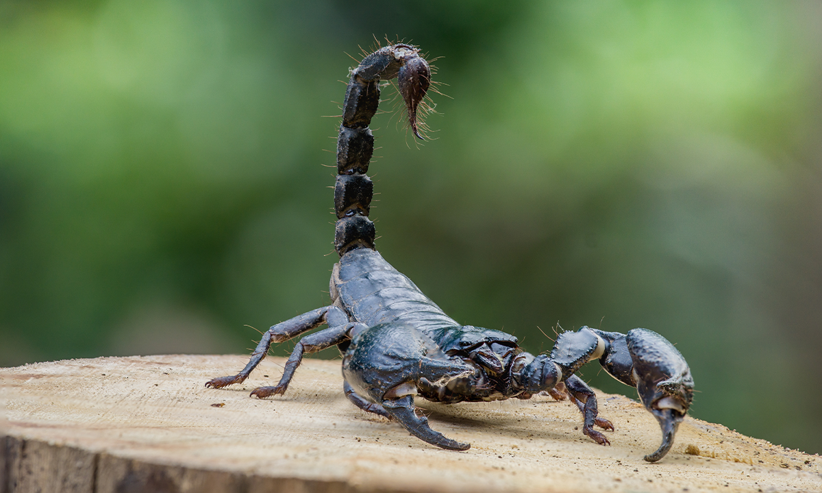 Scientists Create Map of Deadly Scorpion Hotspots