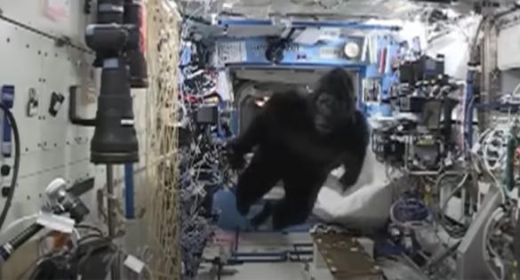The 15 Weirdest Things We’ve Sent to Space