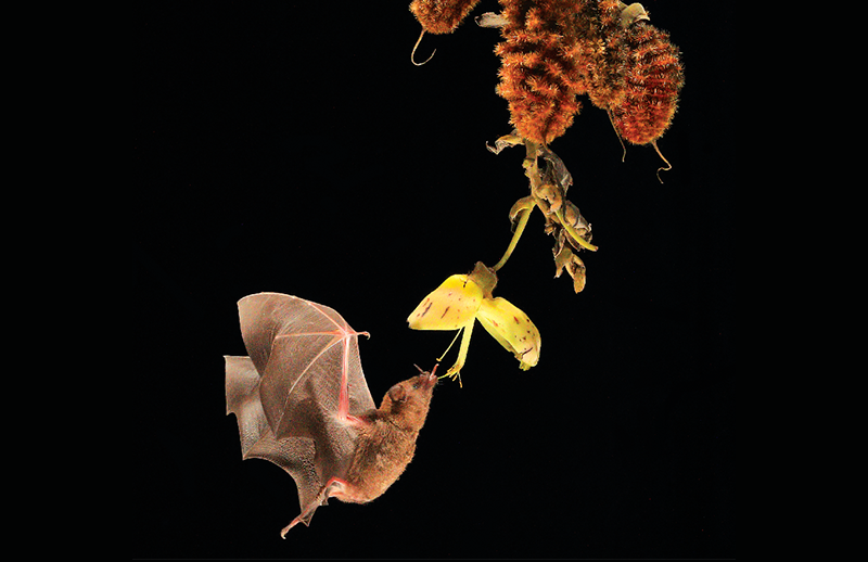 A Closeup on the Flight and Longevity of Tropical Bats