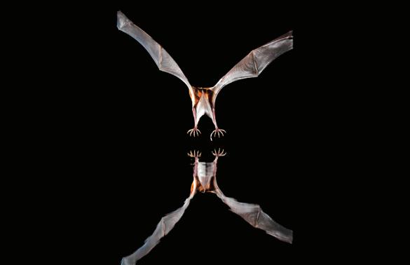 A Closeup on the Flight and Longevity of Tropical Bats
