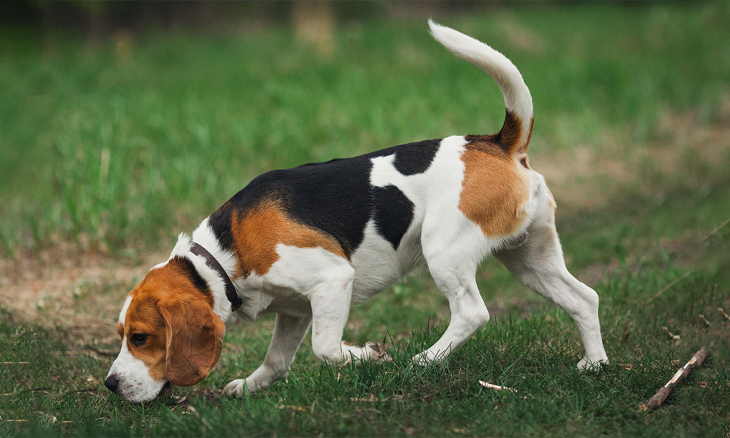 Here’s What Makes for an Ideal Scent-Sniffing Dog