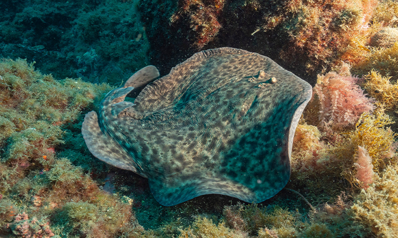 Hundreds of Normally Solitary Rays Gather at Gorringe Seamount