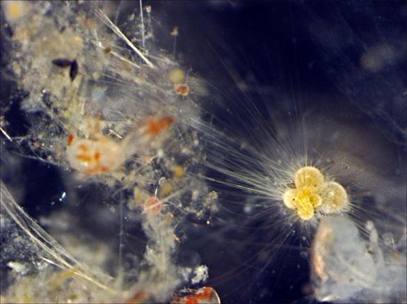 These Tiny Beautiful Fossils Tell the Future - Nautilus