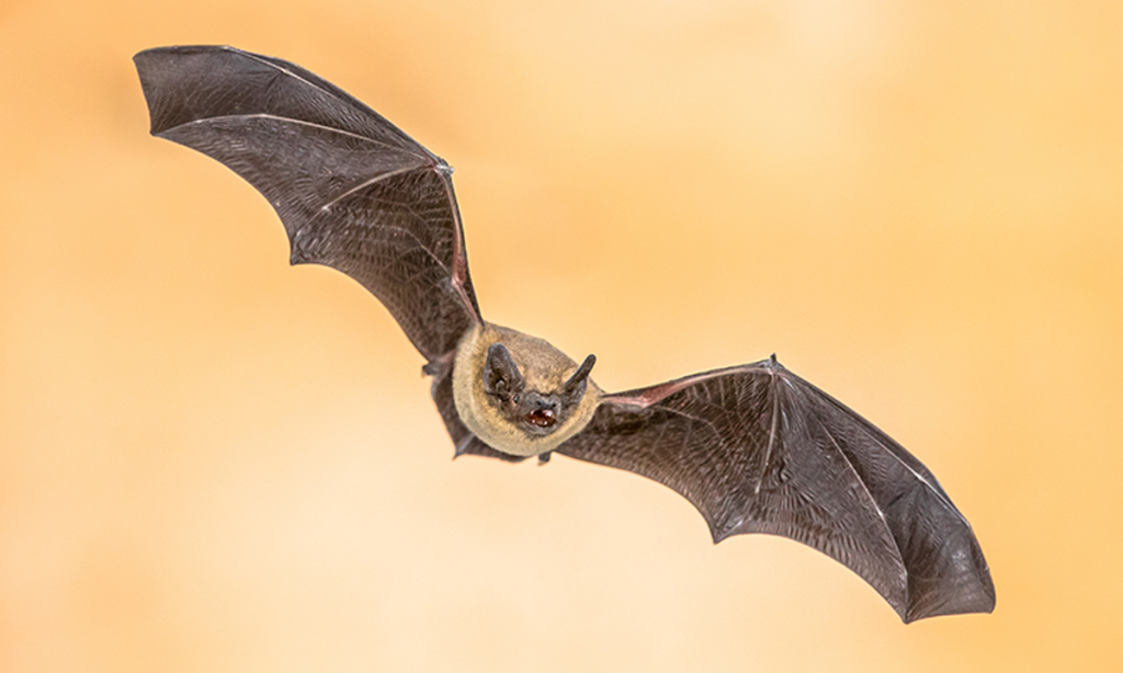 Engineers Build “Bat Accelerator” to Crack Mystery of Stealth Navigation