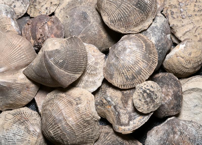 What Ocean Fossils in the Desert Reveal About Deep Time