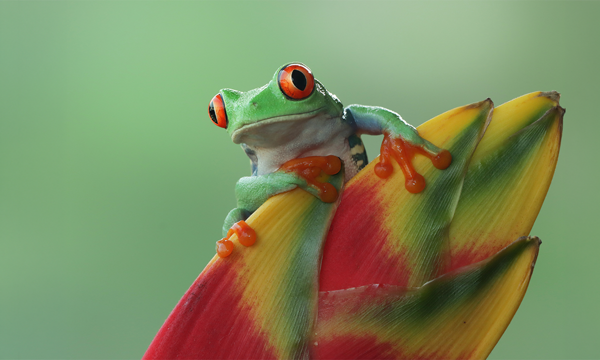 The Dark Side of the Illicit Pet Frog Trade